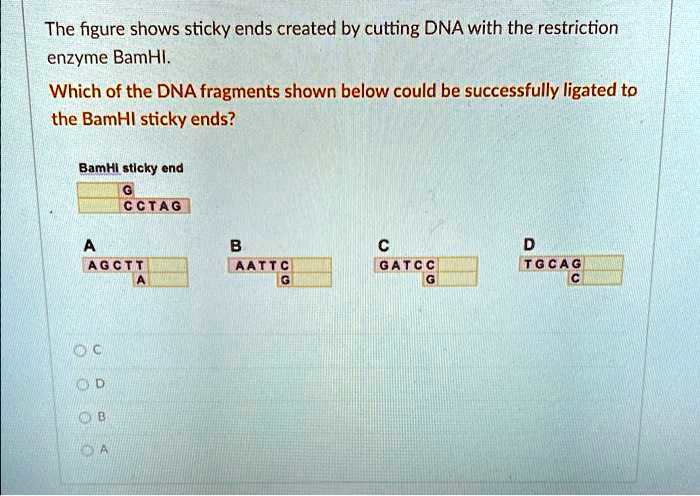 SOLVED: The figure shows sticky ends created by cutting DNA with the restriction enzyme BamHI ...