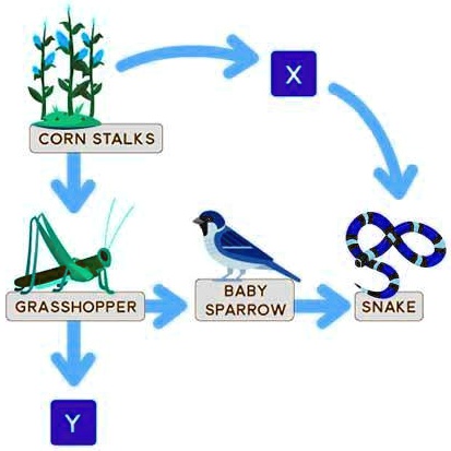 CORN STALKS GRASS HOPPER BABY SPARROW SNAKE