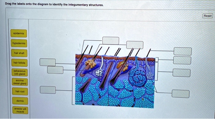 SOLVED: Drag the labels onto the diagram to identify the integumentary ...