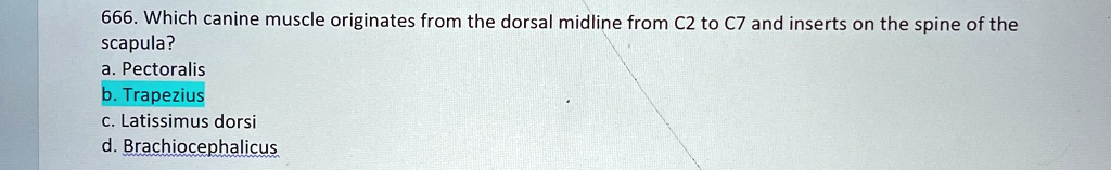 666 which canine muscle originates from the dorsal midline from c2 to ...