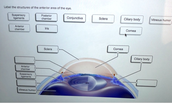 label the structures of the anterior area of the eye suspensory ...
