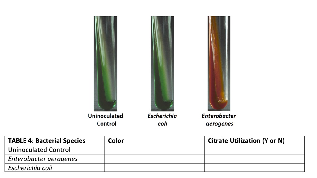SOLVED: Uninoculated Control Escherichia coli Enterobacter aerogenes ...