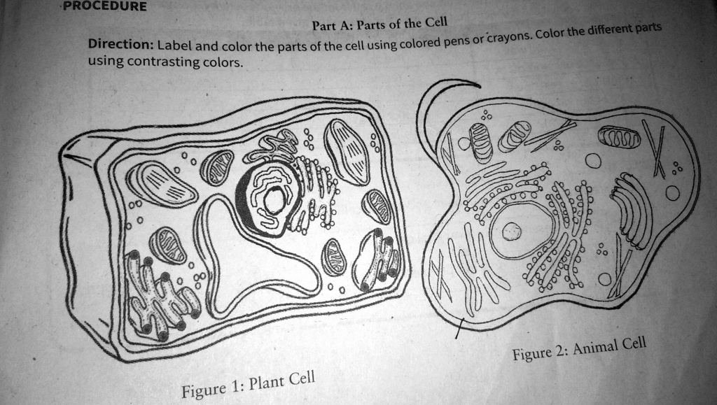 SOLVED: Plant Cell and Animal Cell Differences - Please Deadline po ...