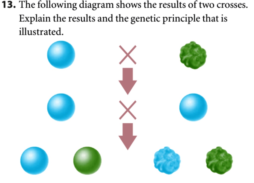 SOLVED: The following diagram shows the results of two crosses. Explain ...