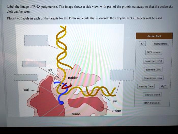 Label the image of RNA polymerase. The image shows a side view, with ...