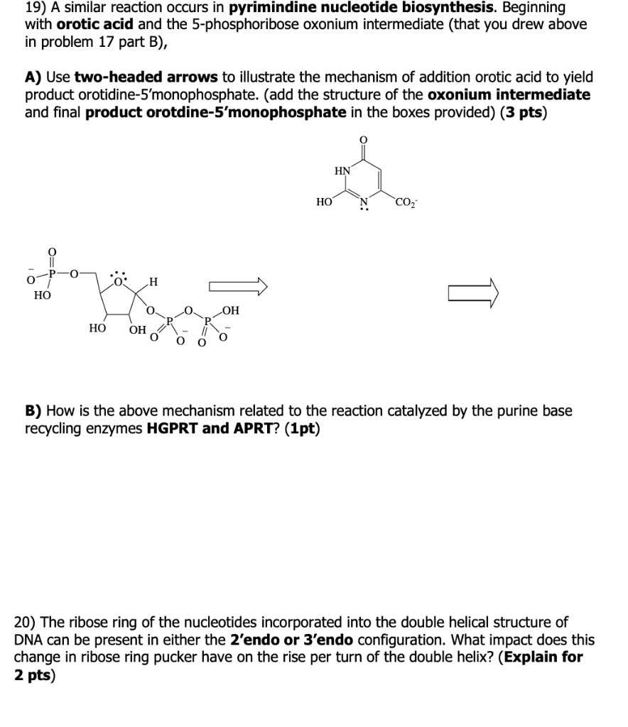 SOLVED: 19) A similar reaction occurs in pyrimidine nucleotide ...