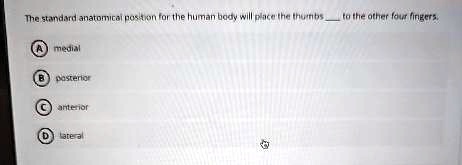 The standard anatomical position for the human body will place the ...