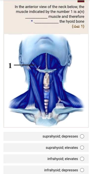 In the anterior view of the neck below, the muscle indicated by the ...