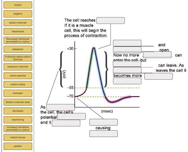 sodium negative sodium channels depolarizes Decreased membrane ... sodium negative sodium channels depolarizes Decreased membrane ...