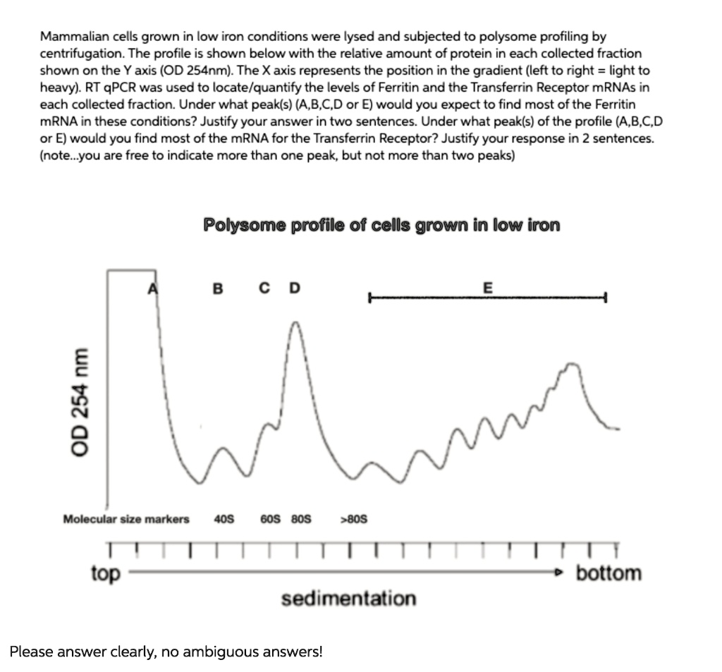 SOLVED:Mammalian cells grown in low iron conditions were lysed and ...