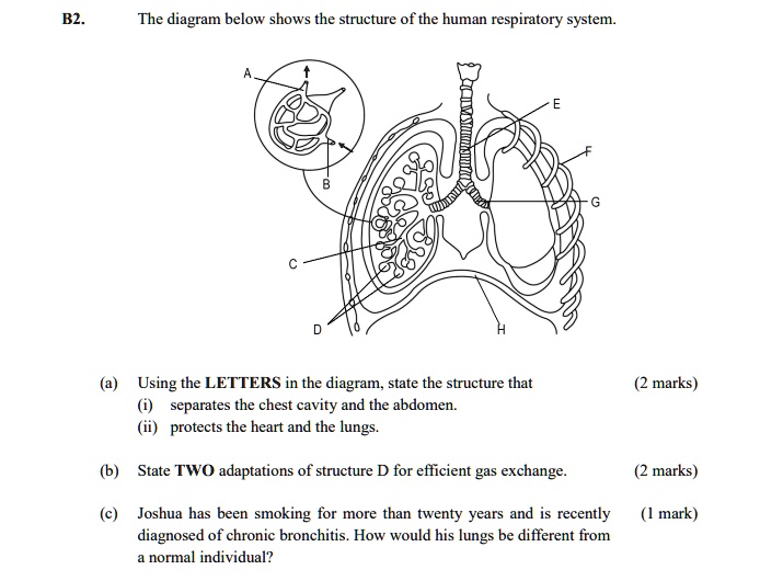 SOLVED: The diagram below shows the structure of the human respiratory ...