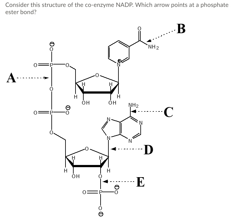 SOLVED: 'Please help me with this thank you Consider this structure of ... SOLVED: 'Please help me with this thank you Consider this structure of ...
