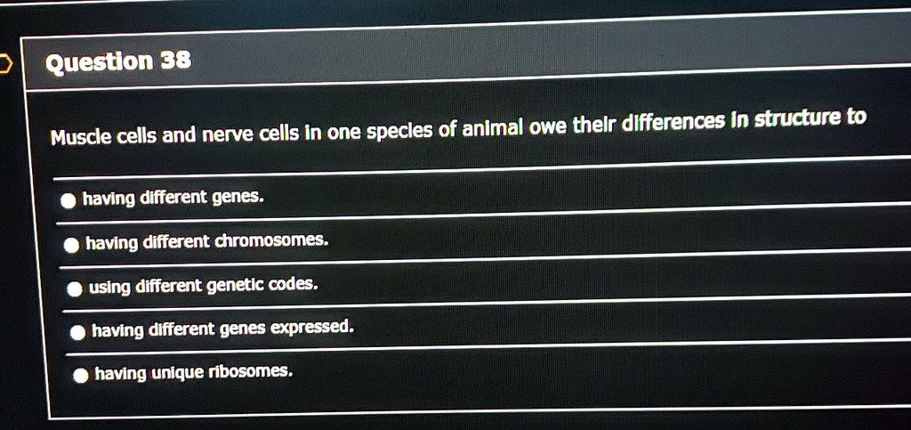 question 38 muscle cells and nerve cells in one specles of animal owe ...