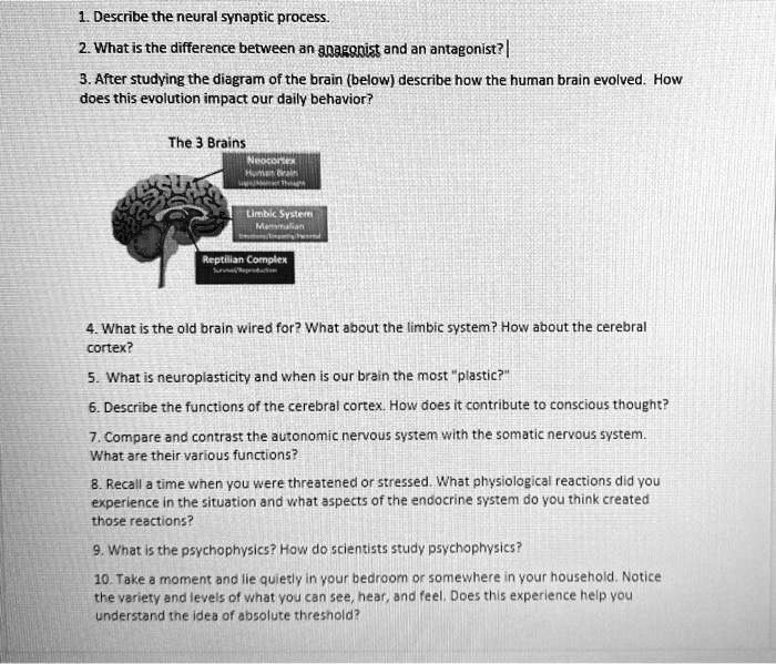 SOLVED: 1. Describe the neural synaptic process. 2. What is the difference between an agonist ...