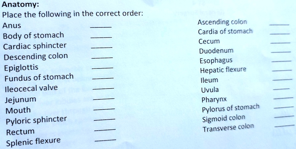 anatomy place the following in the correct order anus body of stomach ...
