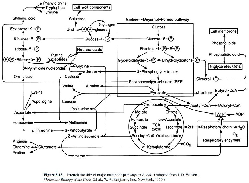 SOLVED:Phenylalanine Tryptophan Cell woll components Tyrosine Galactose ...