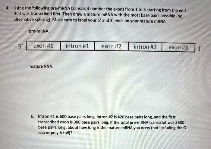 4. Using the following pre-mRNA transcript number the exons from 1 to 3 starting from the end ...