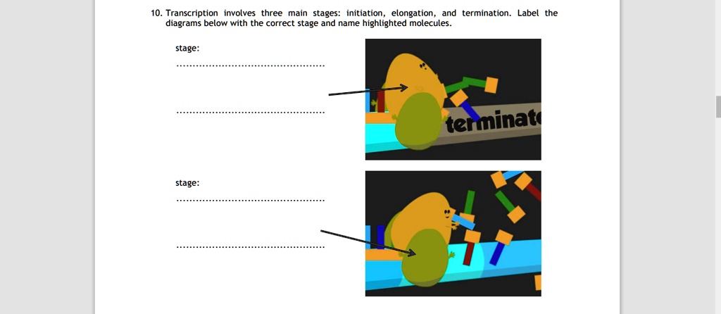 SOLVED: Question: Transcription involves three main stages: initiation ...