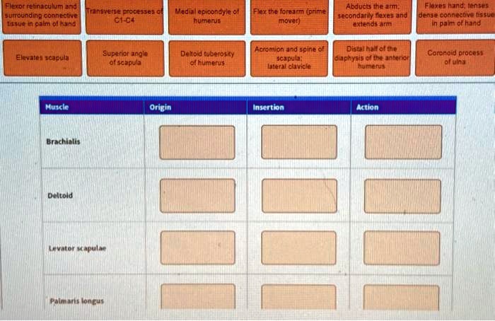 flexor retinaculum and surrounding connective tissue in the palm of the ...