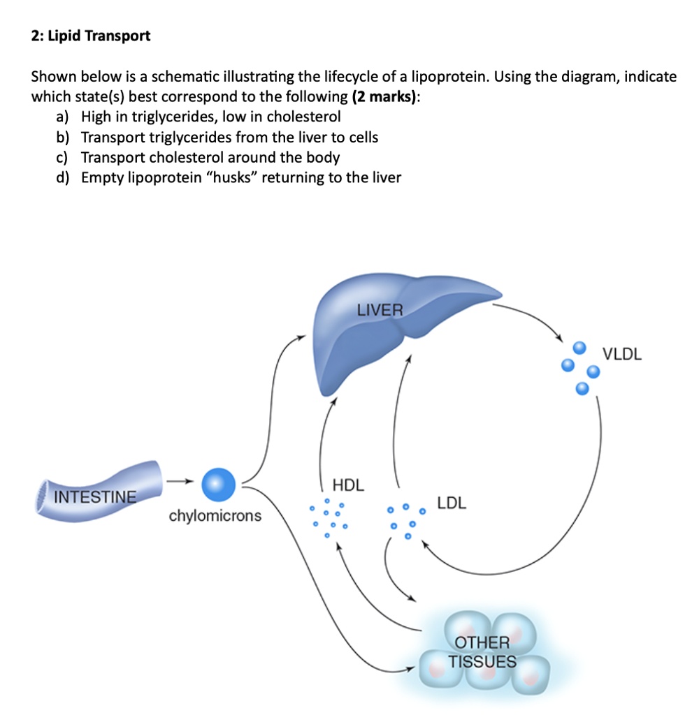 2: Lipid Transport Shown below is a schematic illustrating the ...