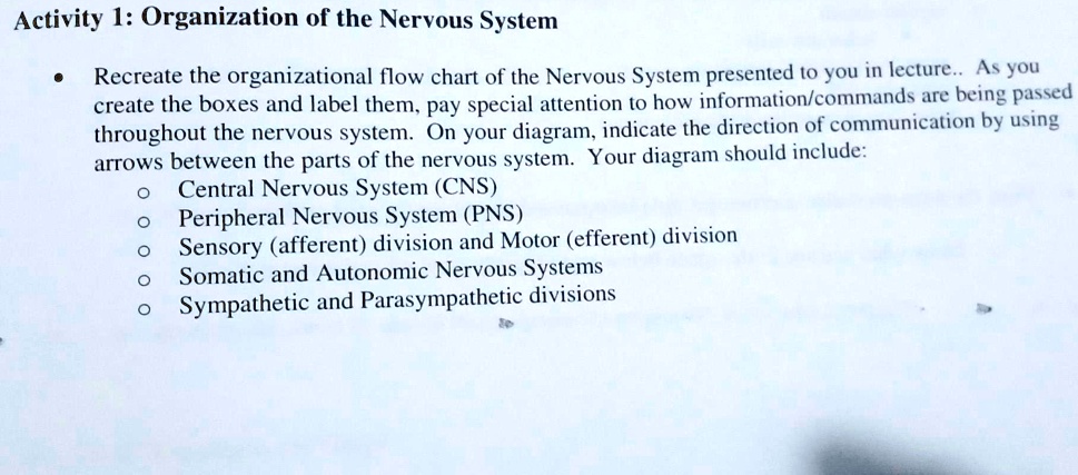 Activity 1: Organization of the Nervous System arrows between the parts ...