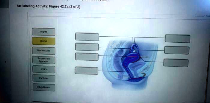 SOLVED: Art-labeling Activity: Figure 42.7a (2 of 2) MU4I en Fonteiue VunaEUg] Fuld