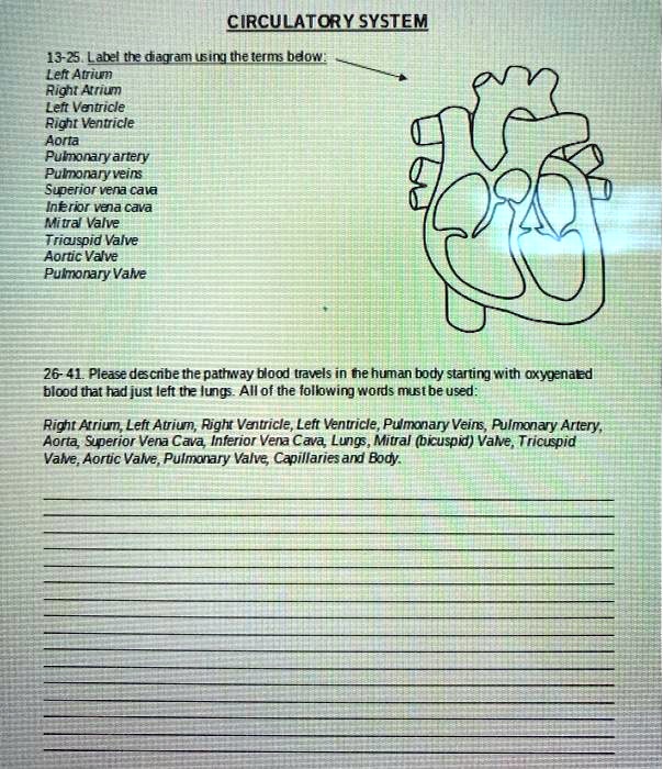 SOLVED: CIRCULATORY SYSTEM 13-25. Label the diagram using the terms below: Left Atrium, Right ...