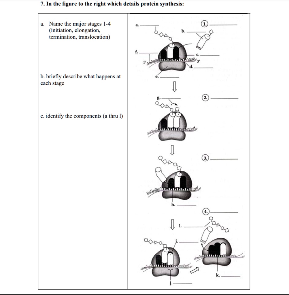 in the figure to the right which details protein synthesis 7 in the ...