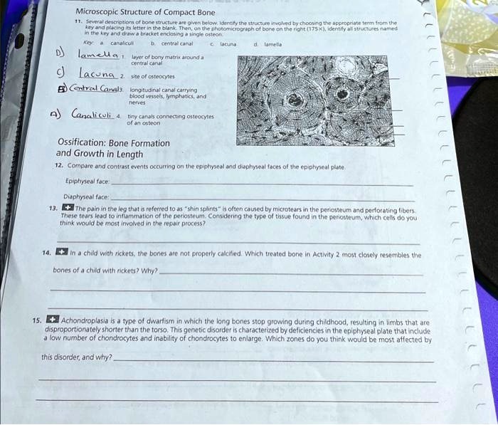 SOLVED: Texts: Microscopic Structure of Compact Bone 11. Several ...