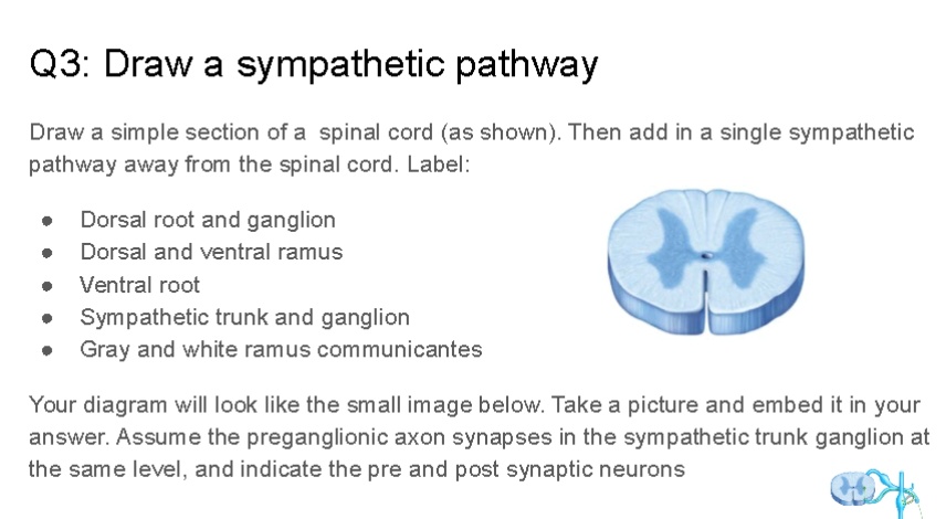 Q3: Draw a sympathetic pathway Draw a simple section of a spinal cord ...