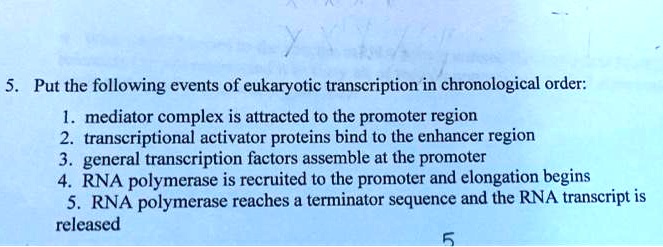 SOLVED: Put the following events of eukaryotic transcription in chronological order: mediator ...