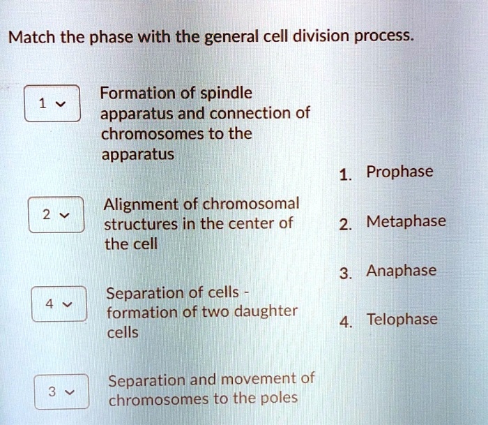 SOLVED:Match the phase with the general cell division process ...