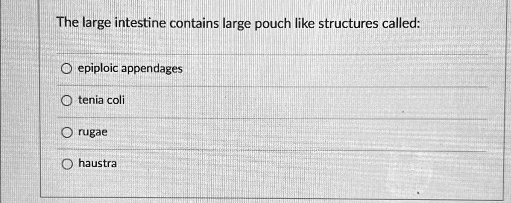 SOLVED: The large intestine contains large pouch-like structures called ...