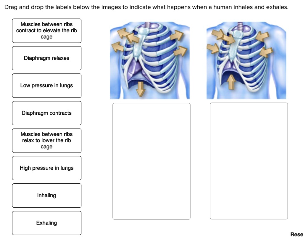 Texts: Drag and drop the labels below the images to indicate what ... Texts: Drag and drop the labels below the images to indicate what ...