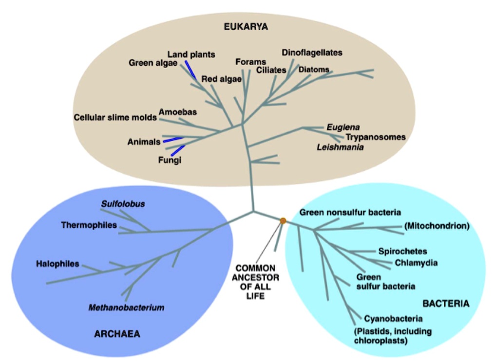 The five kingdoms are animals plants fungi protists and...