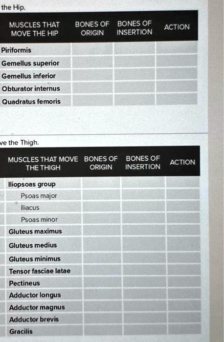 SOLVED: the Hip. MUSCLES THAT MOVE THE HIP BONES OF ORIGIN INSERTION ...