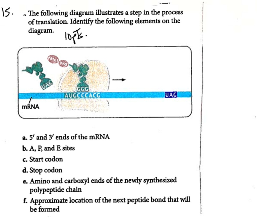 the following diagram illustrates a step in the process of translation ...