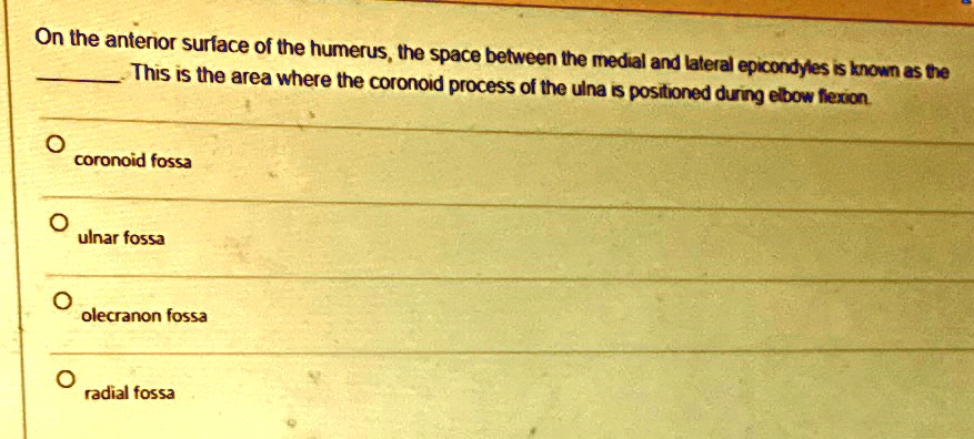 On the anterior surface of the humerus, the space between the medial ...