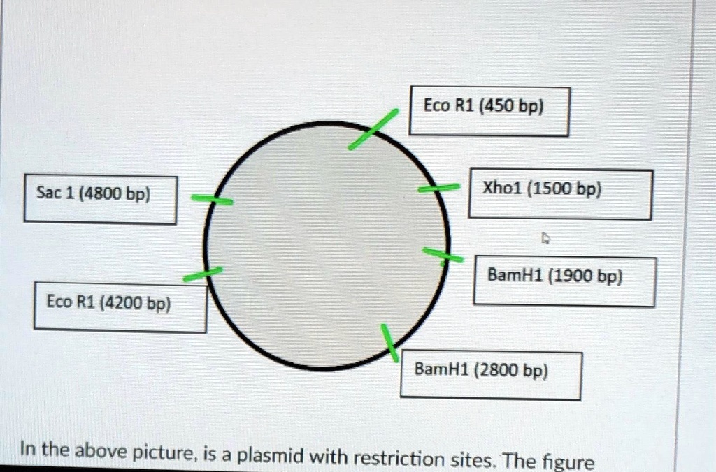 SOLVED:Eco R1 (450 bp) Sac 1 (4800 bp) Xhol (1500 bp) BamHI (1900 bp ...