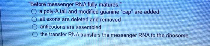 SOLVED: "Before messenger RNA fully matures " poly-A tail and modified ...