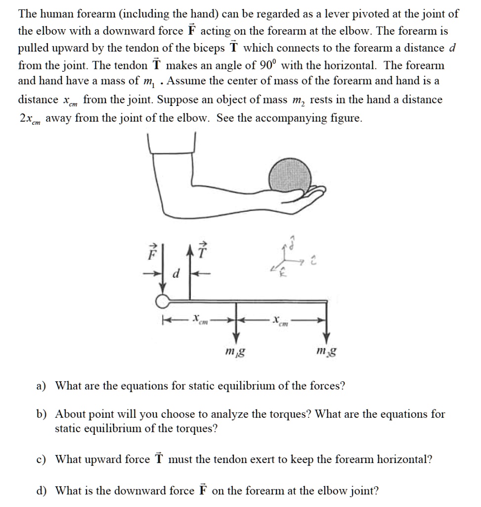 SOLVED: The human forearm (including the hand) can be regarded as a ...