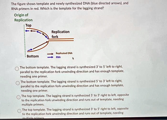 The figure shows template and newly synthesized DNA (blue directed ...