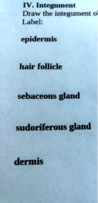 SOLVED: Draw the integument and label: I. Integument - Epidermis - Hair ...