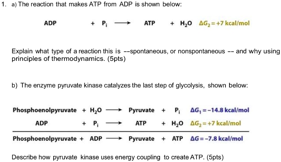 A the reaction that makes atp from adp is shown below adp pi...