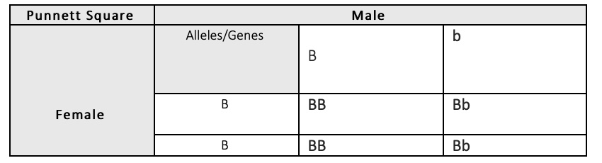 SOLVED: [6] Complete the Punnett square below when the parents are BB ...