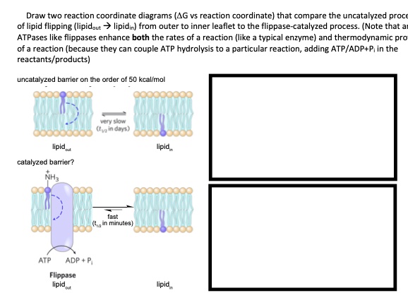 SOLVED: Draw two reaction coordinate diagrams (G vs reaction coordinate ... SOLVED: Draw two reaction coordinate diagrams (G vs reaction coordinate ...