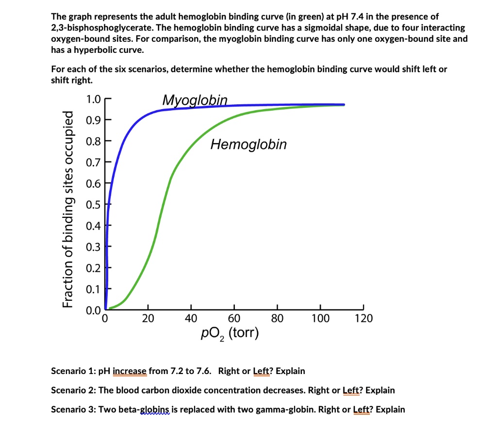 the graph represents the adult hemoglobin binding curve in green at ph ...