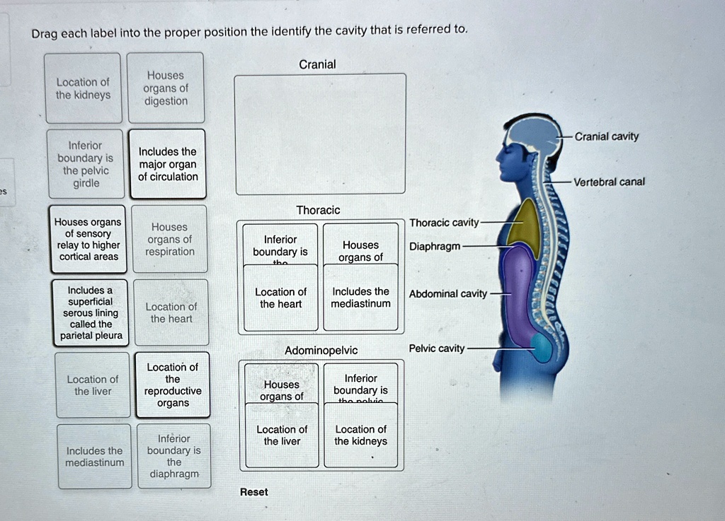 Drag each label into the proper position the identify the...