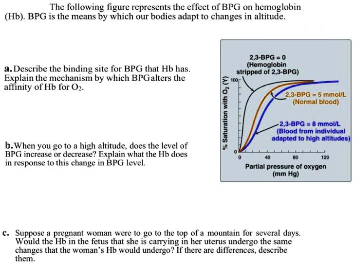 SOLVED: The following figure represents the effect of BPG on hemoglobin ...