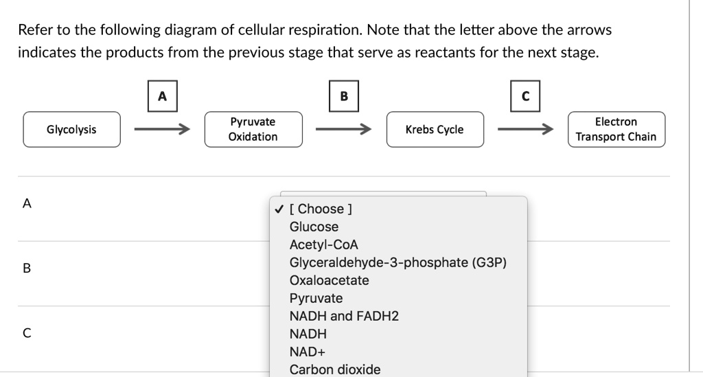 refer to the following diagram of cellular respiration note that the ...